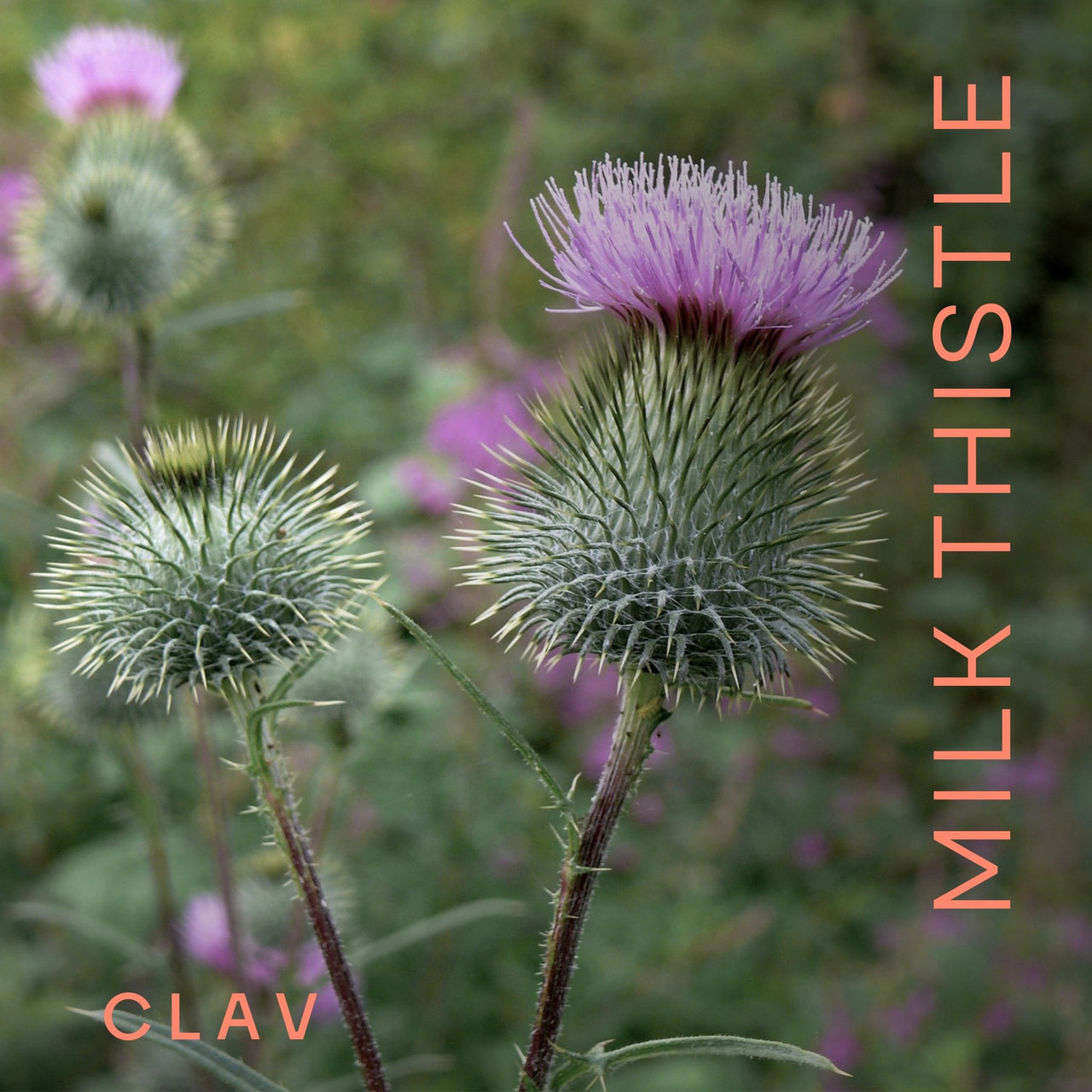 Organic Milk Thistle Complex - 120 Capsules | CLAV